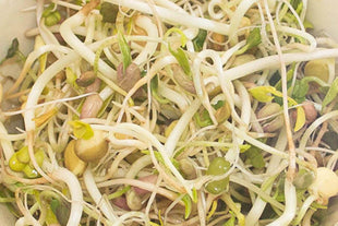 How to Grow Fall Rye – West Coast Seeds