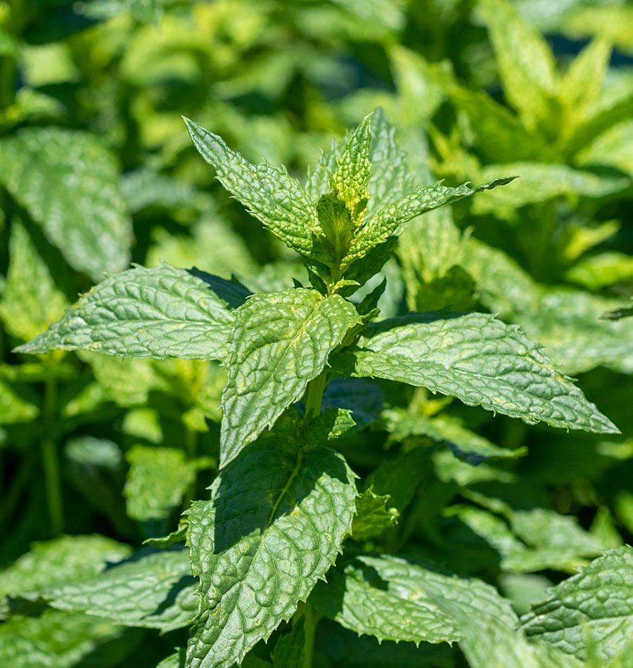 Peppermint Seeds – West Coast Seeds