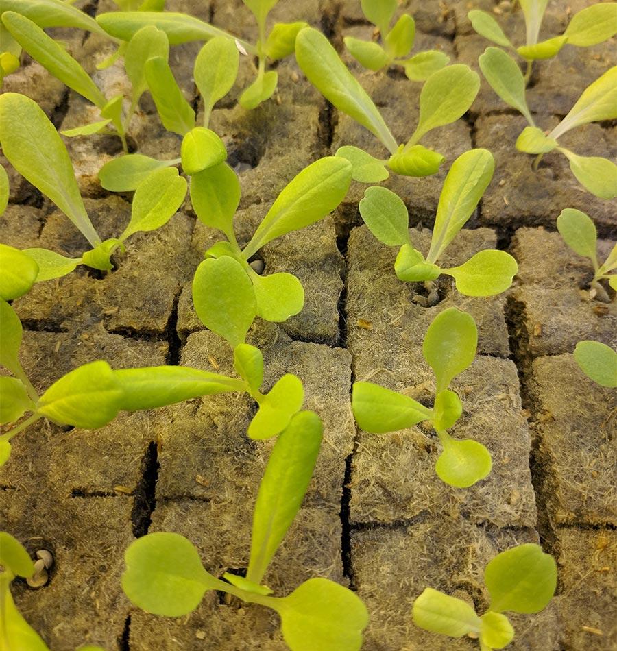 Terrafibre Hemp Fibre Growing Cubes – West Coast Seeds