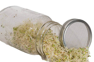 Fall Rye Cover Crop Seeds – West Coast Seeds