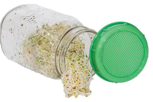 Baby Boo Pumpkin Seeds – West Coast Seeds