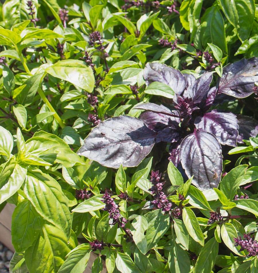 Kitchen Basil Blend – West Coast Seeds