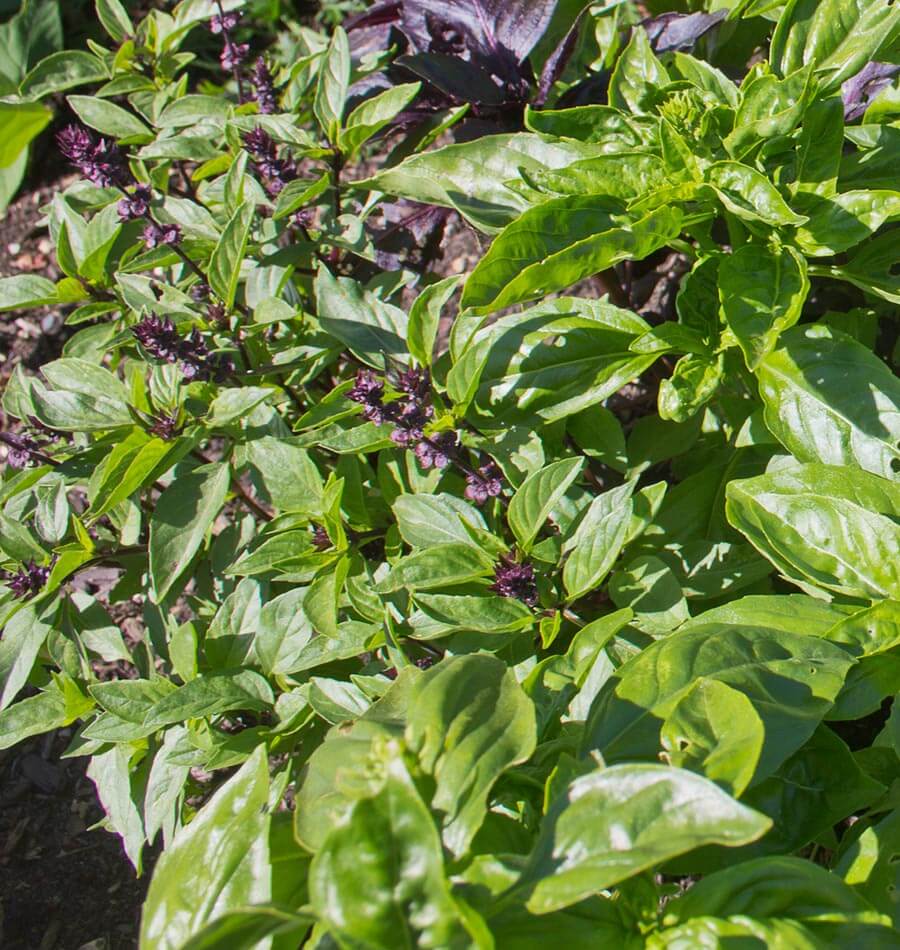 Kitchen Basil Blend – West Coast Seeds