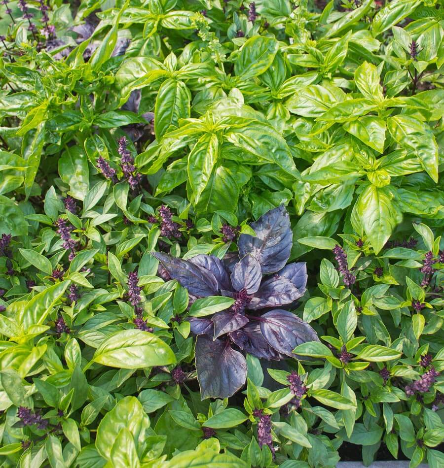 Kitchen Basil Blend – West Coast Seeds