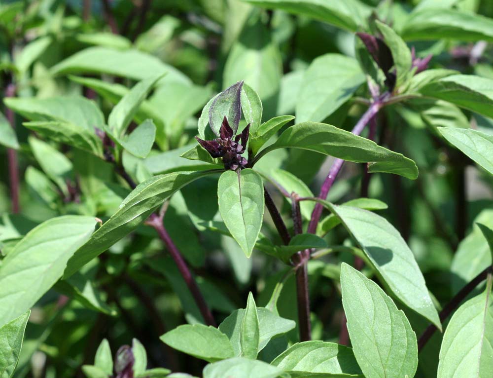 Cinnamon Basil – West Coast Seeds