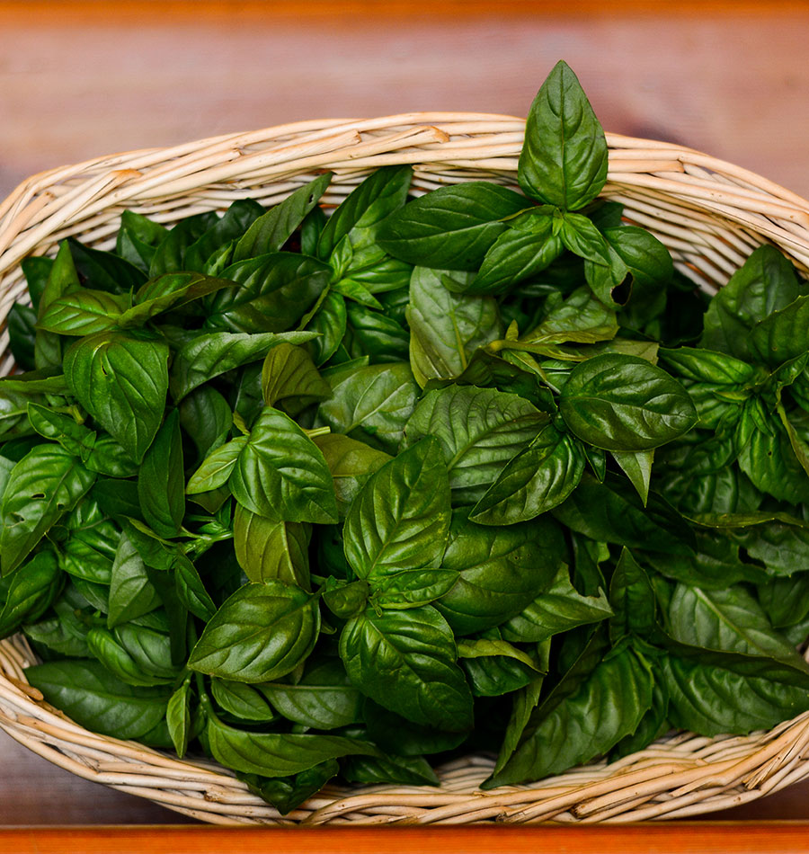 Nufar Basil Organic – West Coast Seeds