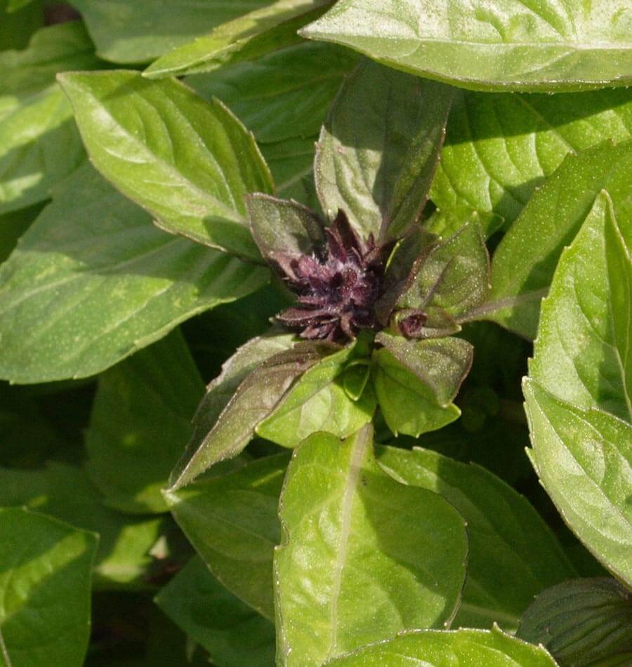 Siam Queen Thai Basil Seeds – West Coast Seeds