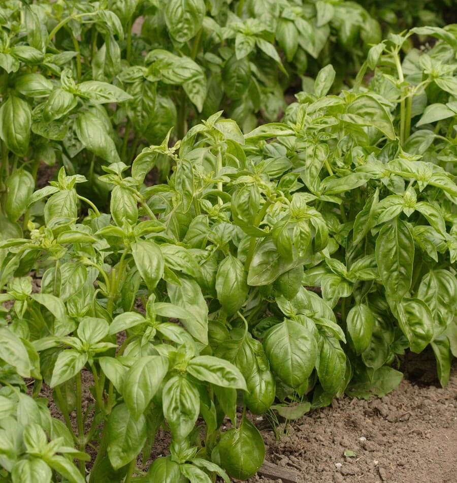 Genovese Organic Basil Seeds – West Coast Seeds