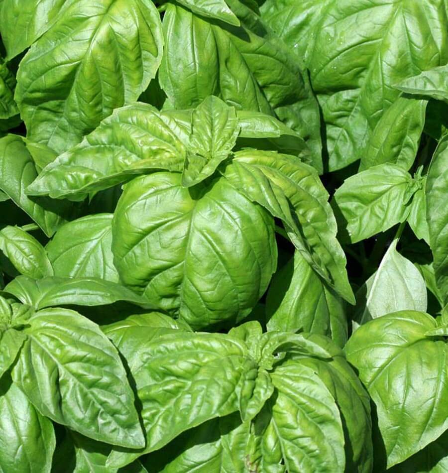 lettuce leaf basil
