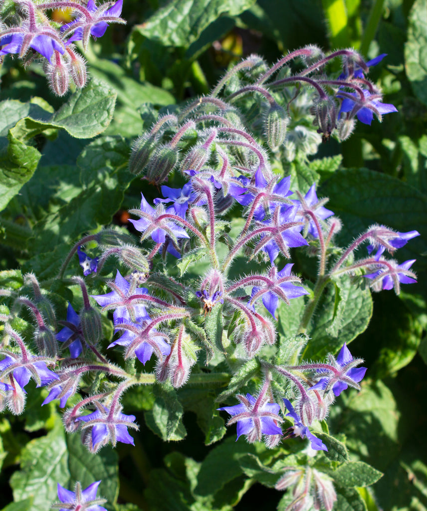 Borage Seeds – West Coast Seeds