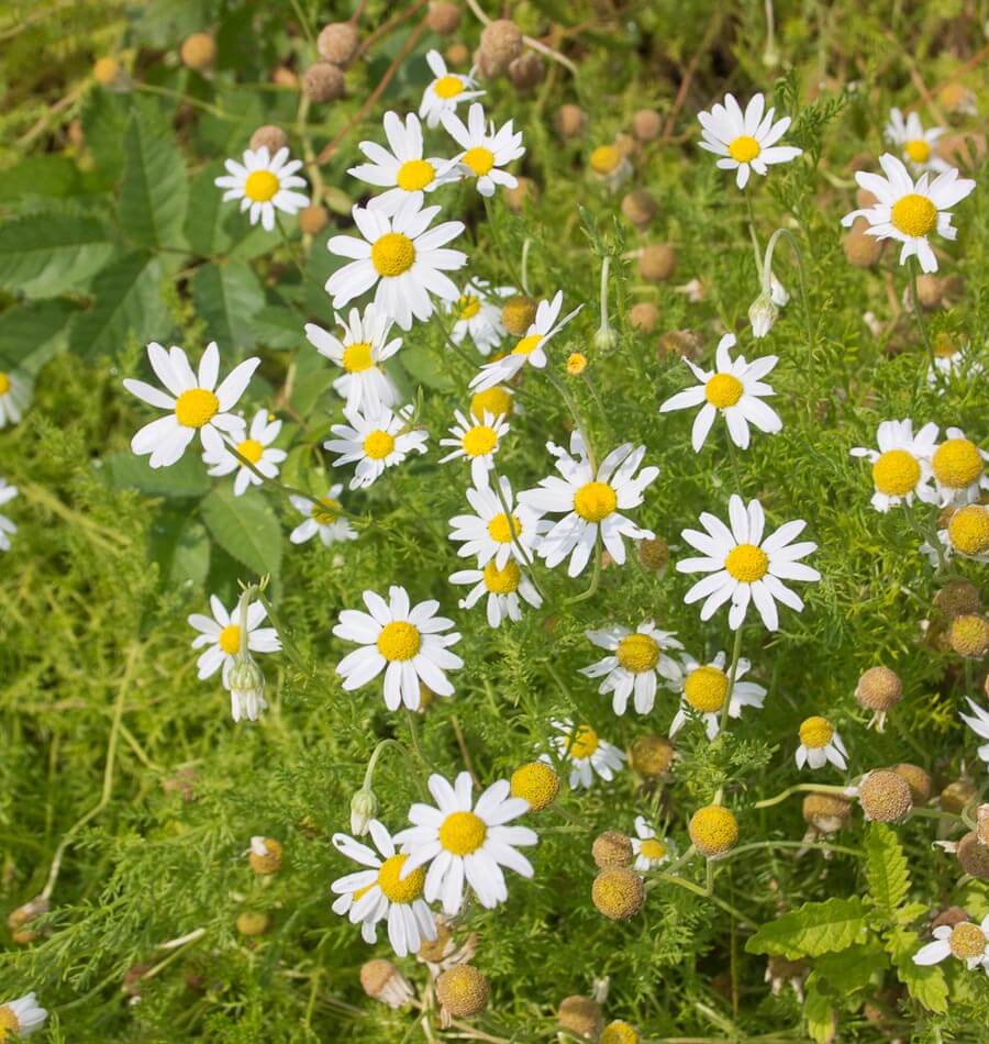 Organic German Chamomile Seeds – West Coast Seeds