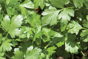 Kelsae Sweet Onion Seeds – West Coast Seeds