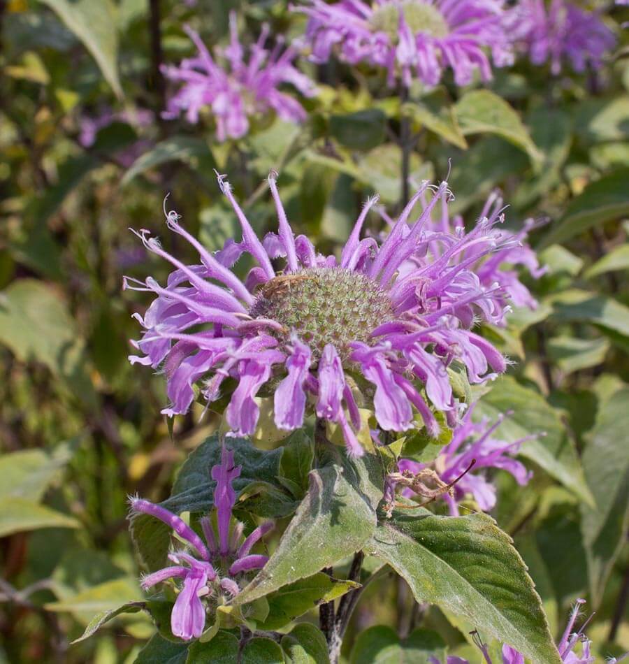 bergamot herb