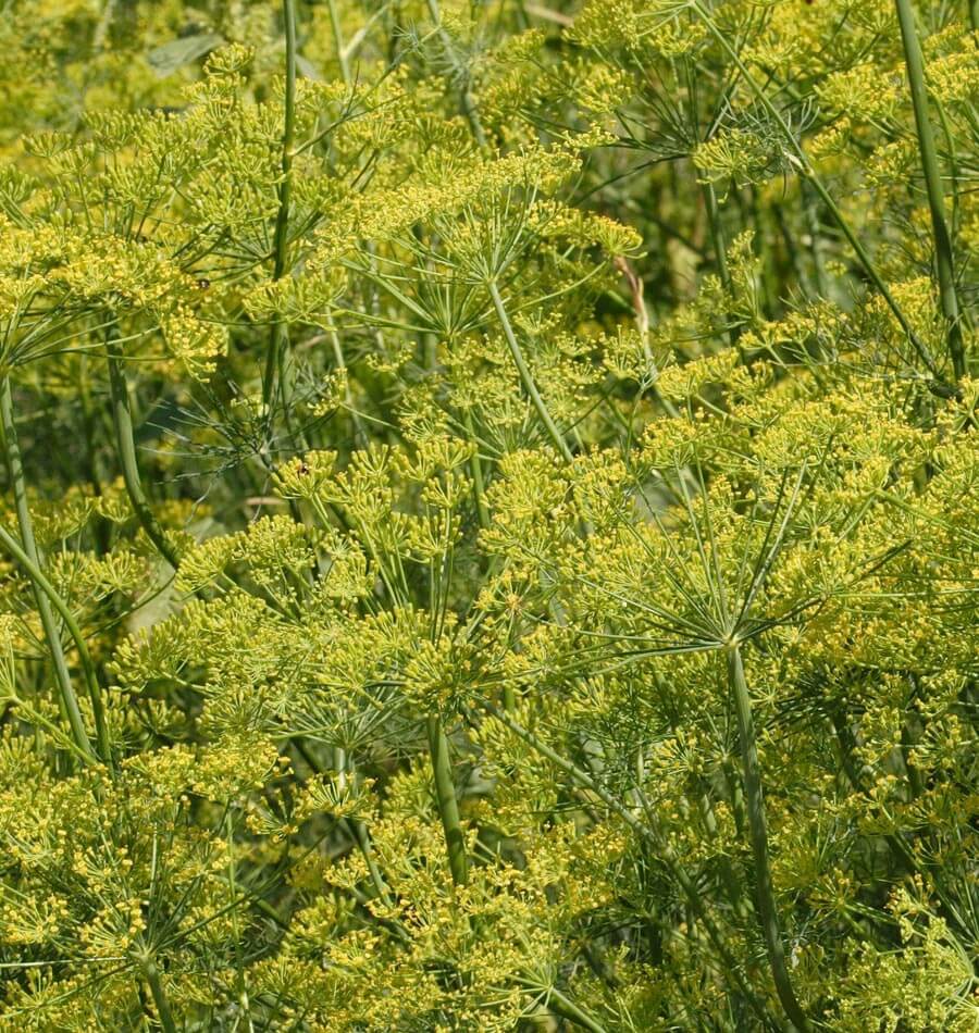 Fernleaf Dill Seeds – West Coast Seeds
