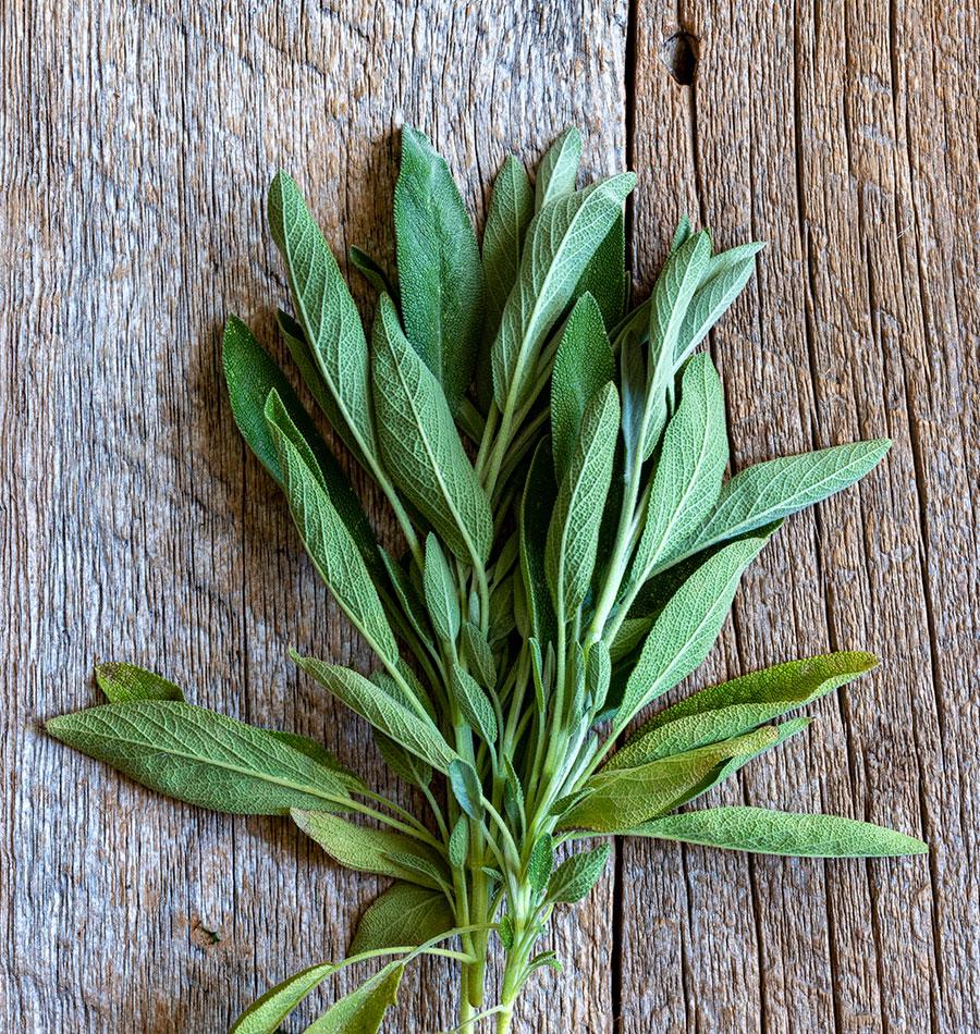 Organic Sage Seeds – West Coast Seeds