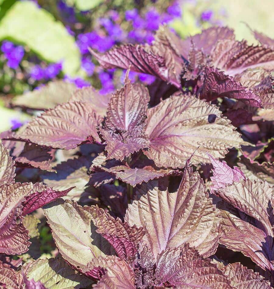 Red Perilla Shiso Seeds – West Coast Seeds
