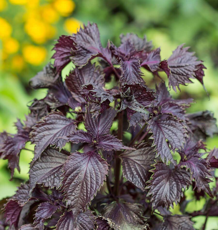 Red Perilla Shiso Seeds – West Coast Seeds