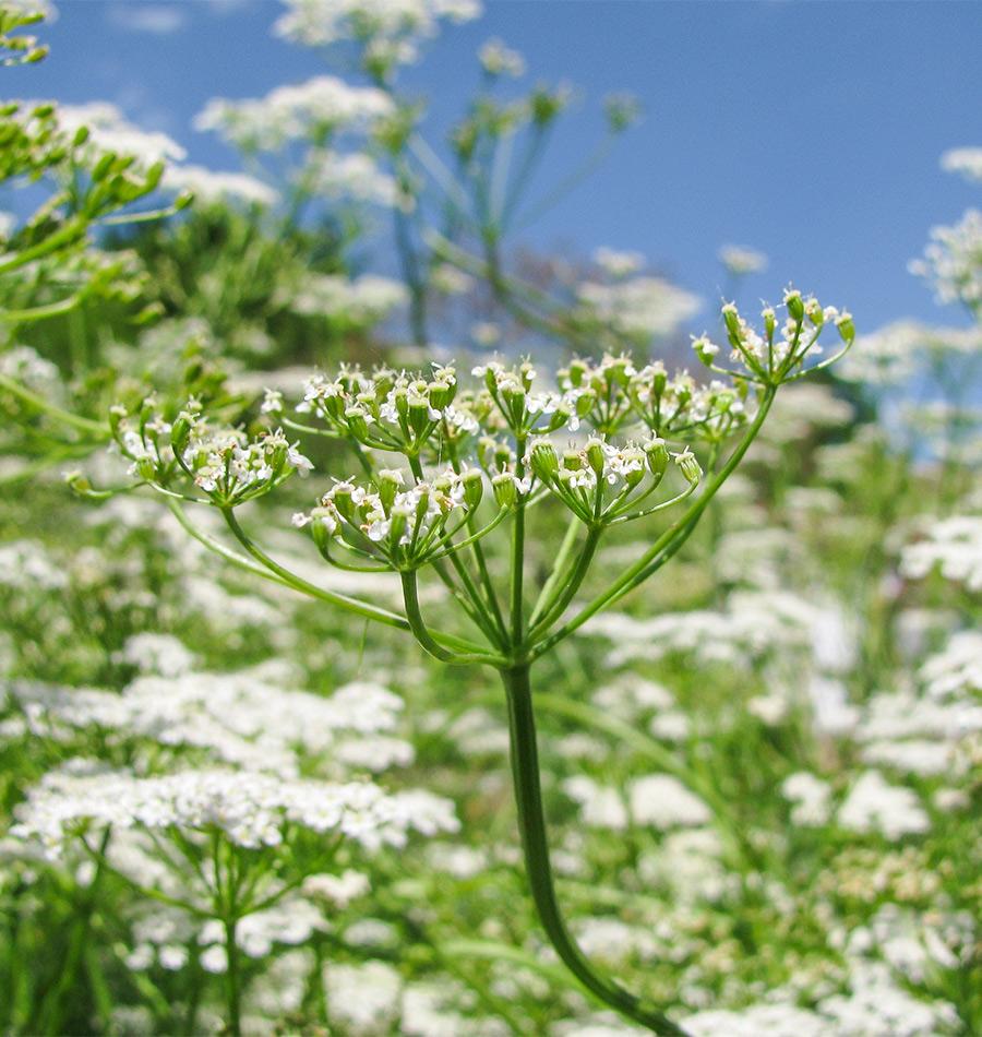 Growing Cumin Plant