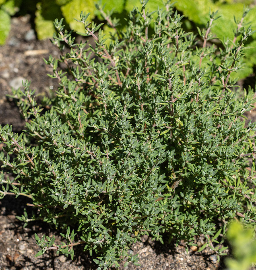 Orangelo Thyme – West Coast Seeds