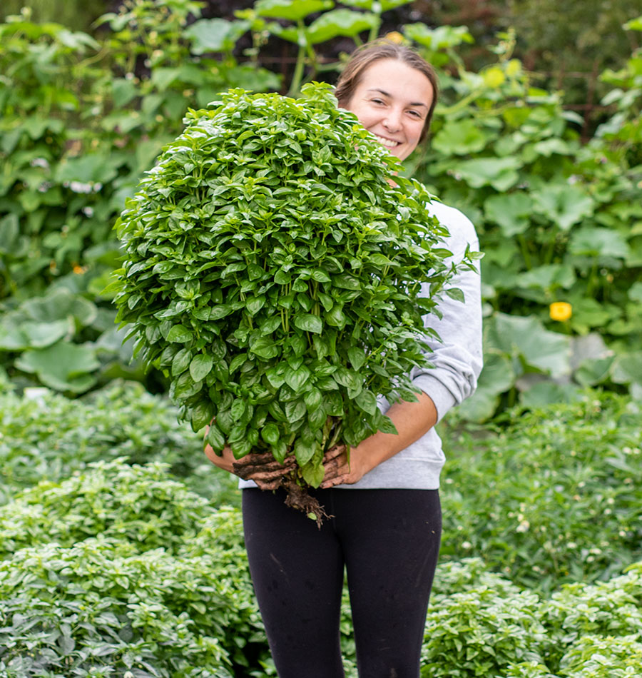 Emerald Tower – West Coast Seeds