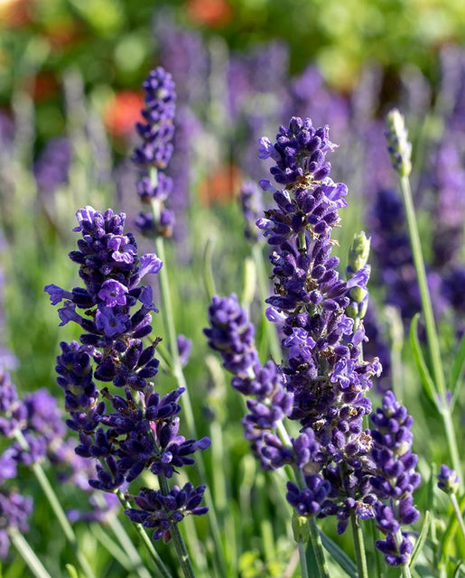 English Lavender Flower