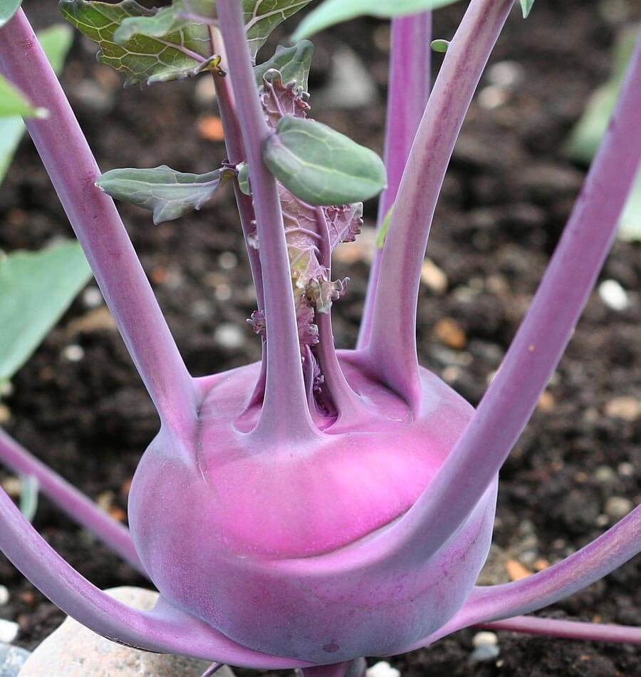 Kolibri Kohlrabi Seeds – West Coast Seeds