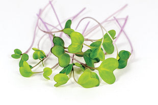 Baby Boo Pumpkin Seeds – West Coast Seeds