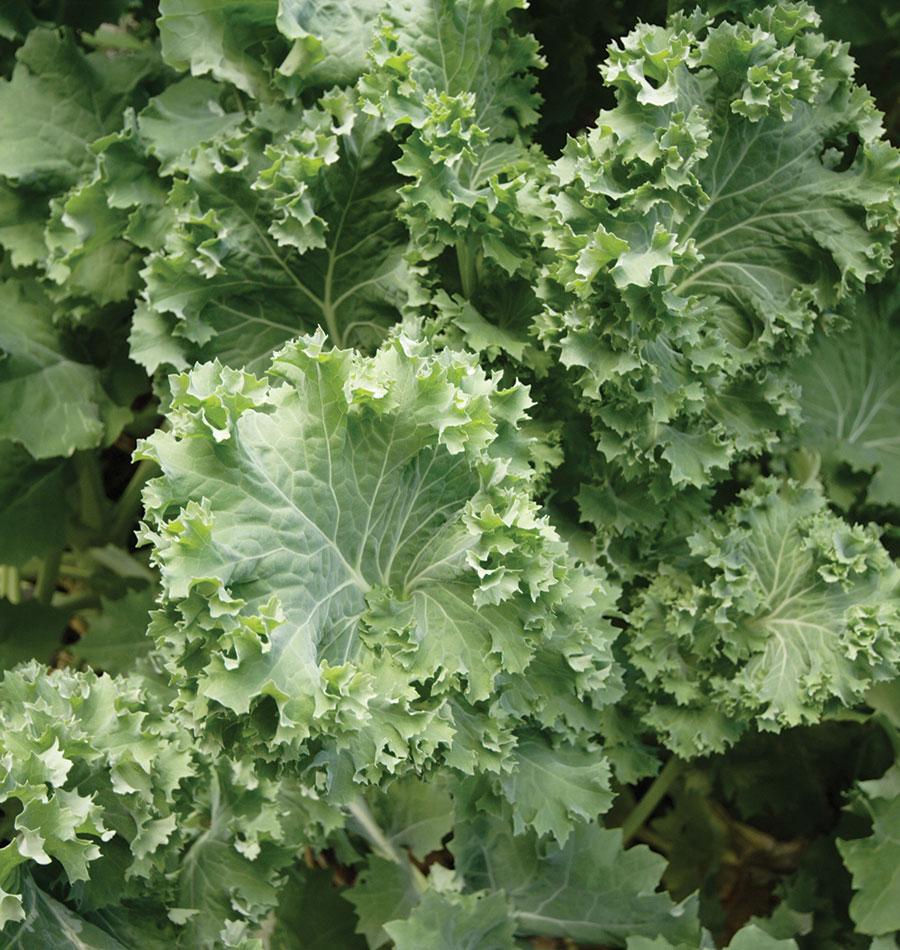 Improved Siberian Kale Seeds – West Coast Seeds