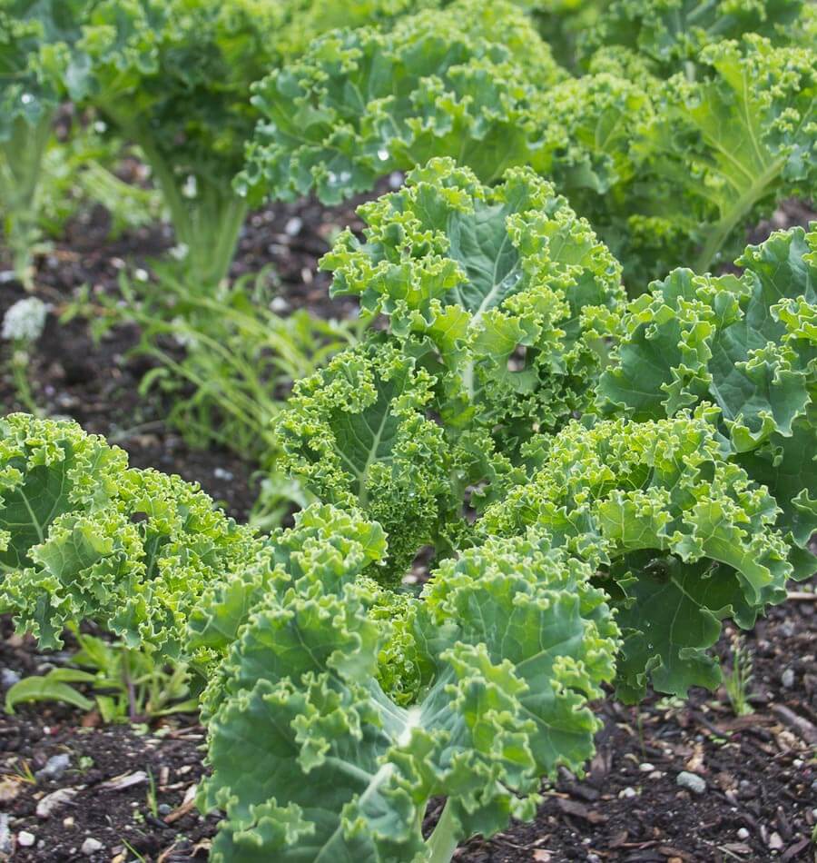 Winterbor Kale Seeds – West Coast Seeds