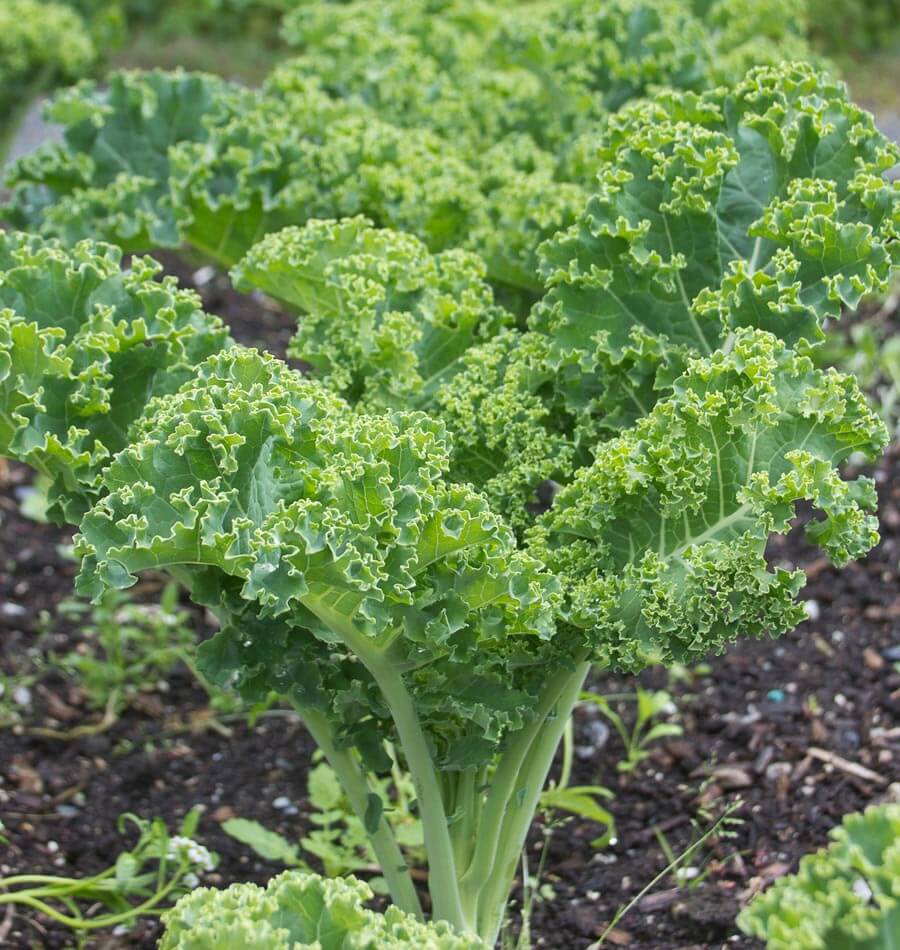Winterbor Kale Seeds – West Coast Seeds