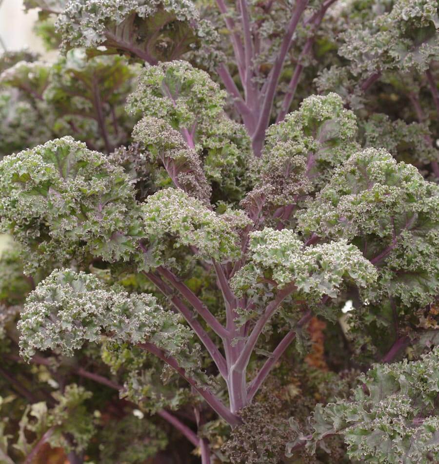 Redbor F1 Kale Seeds – West Coast Seeds