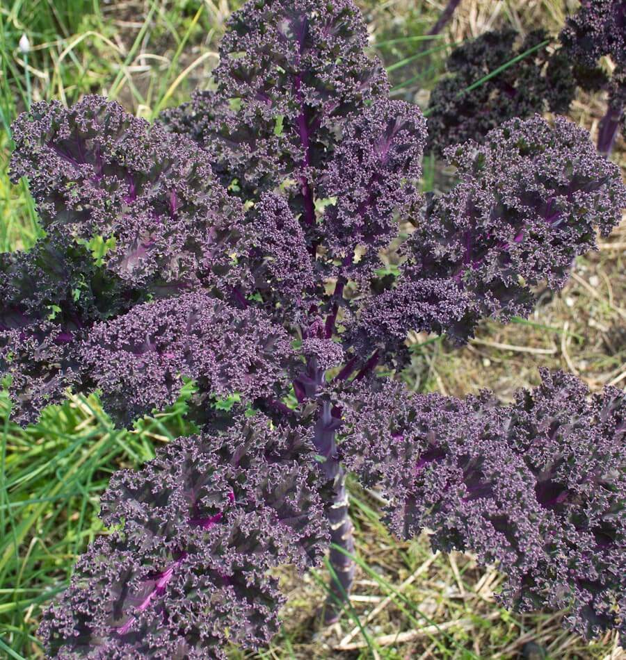 Redbor Kale Seeds – West Coast Seeds
