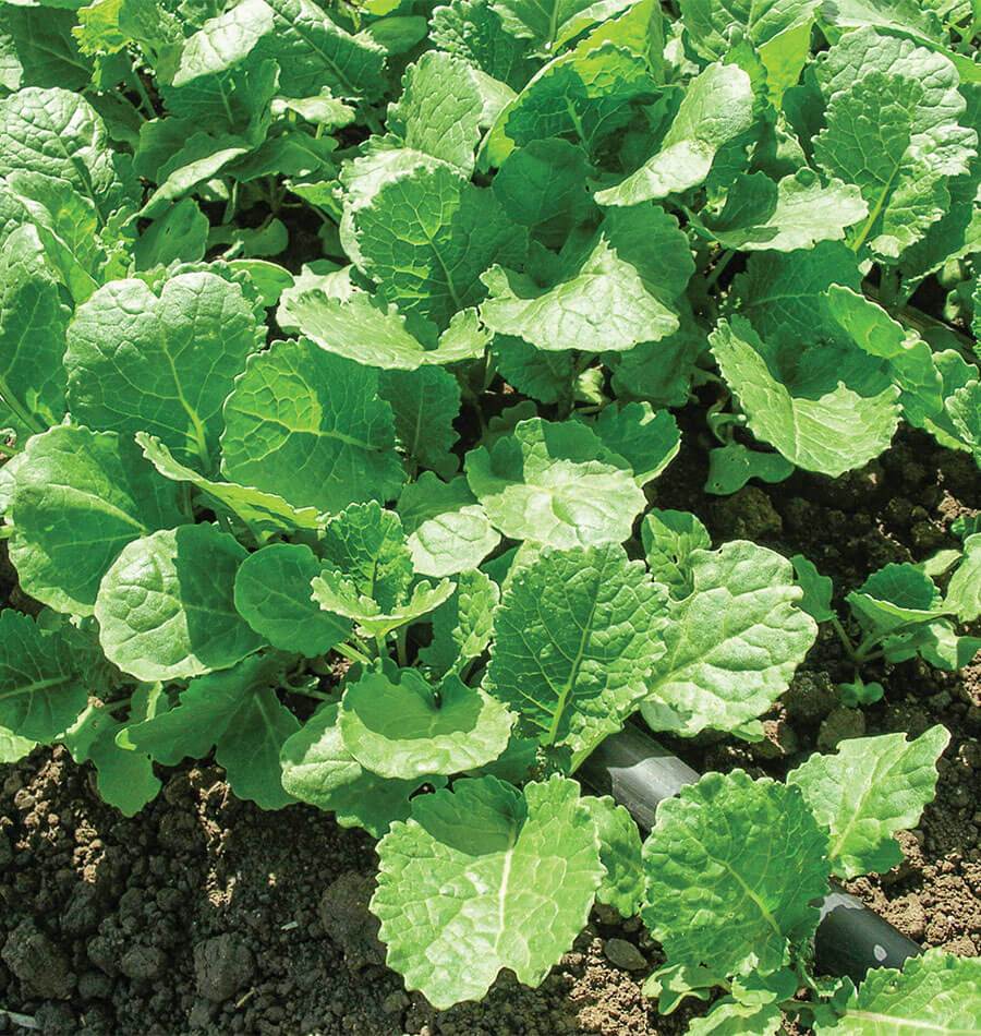 Ethiopian Kale Seeds – West Coast Seeds