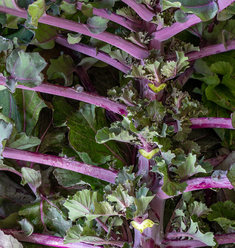 Kalettes Autumn Star – West Coast Seeds