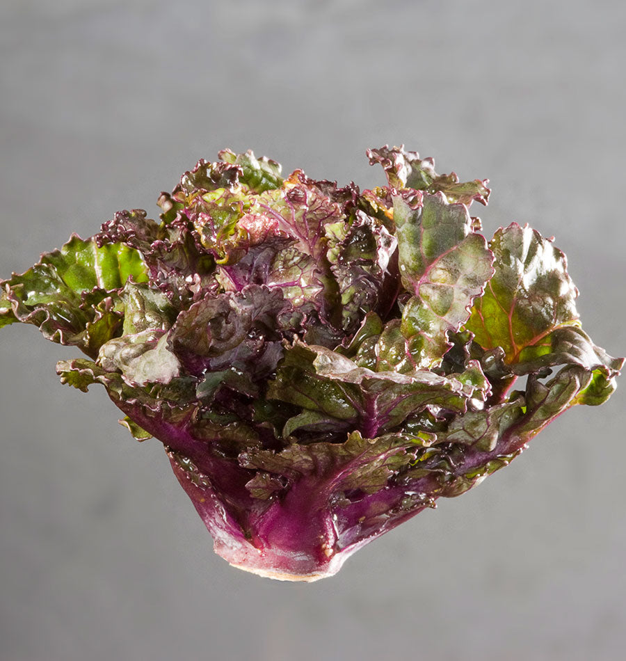 Mistletoe F1 Kalette Seeds – West Coast Seeds