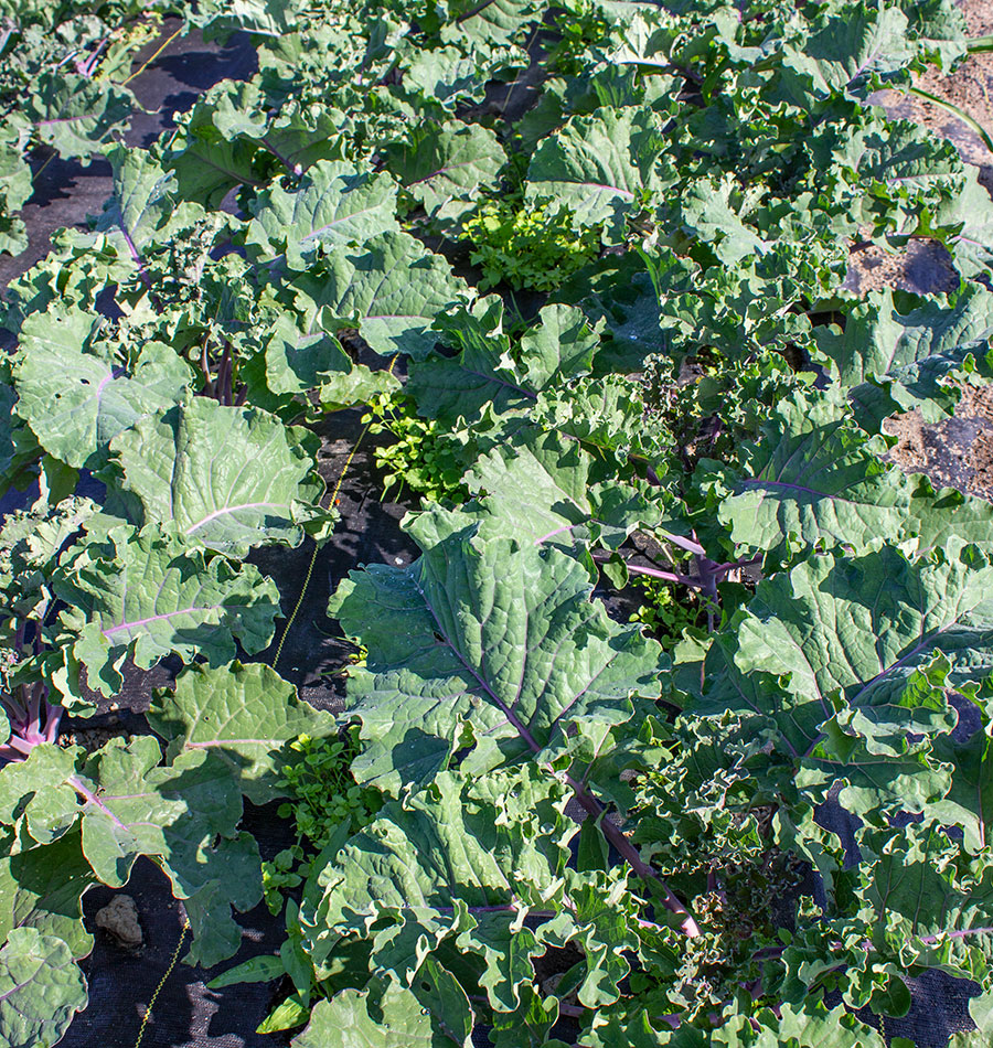 Kalettes Mistletoe – West Coast Seeds