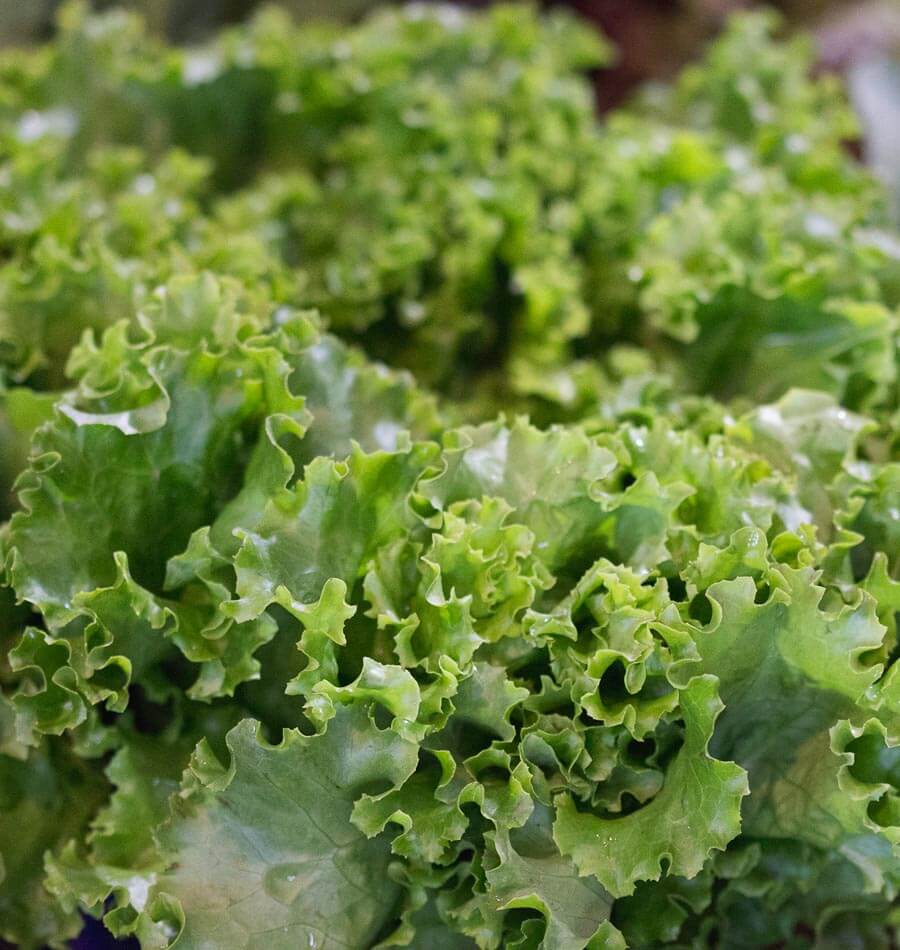 Grand Rapids TBR Looseleaf Lettuce Seeds – West Coast Seeds