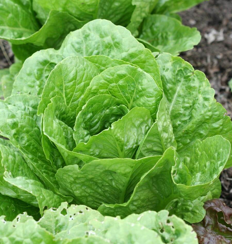 Coastal Star Organic Lettuce Seeds | West Coast Seeds