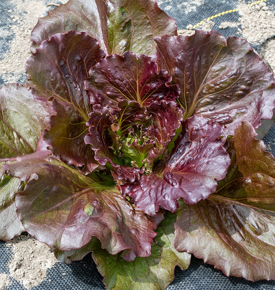 Red Iceberg – West Coast Seeds