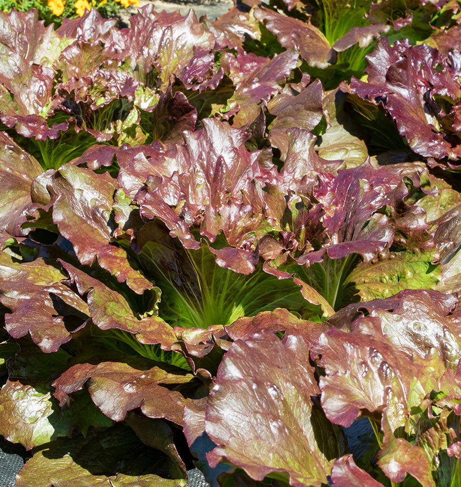 Red Iceberg – West Coast Seeds