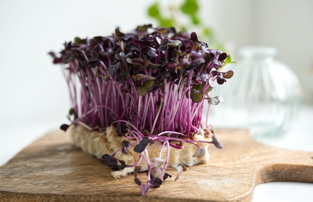 Microgreen Radish Certified Organic – West Coast Seeds