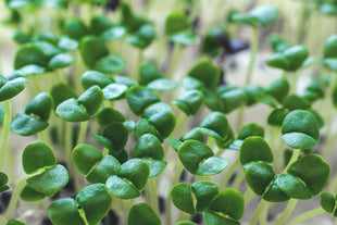 Native Plants of British Columbia – West Coast Seeds