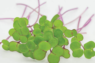 Baby Boo Pumpkin Seeds – West Coast Seeds