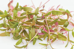 Baby Boo Pumpkin Seeds – West Coast Seeds