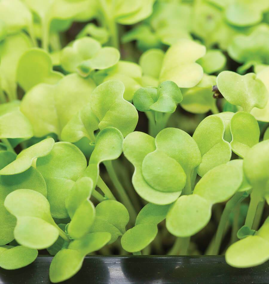 Microgreen Pac Choi Seeds – West Coast Seeds