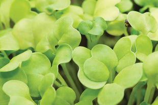 Baby Boo Pumpkin Seeds – West Coast Seeds