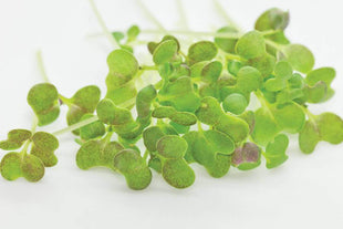 Fall Rye Cover Crop Seeds – West Coast Seeds