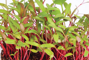 Native Plants of British Columbia – West Coast Seeds