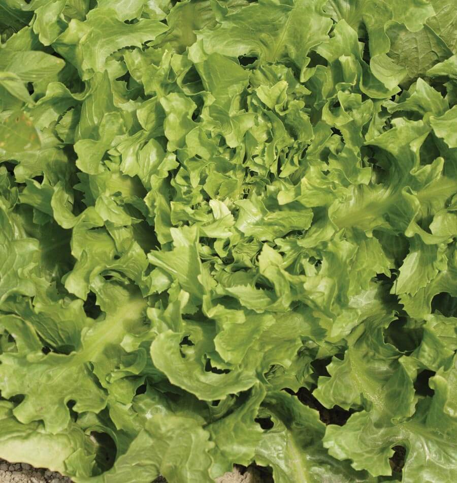 Broadleaf Batavian Escarole Seeds – West Coast Seeds