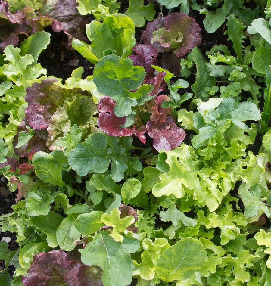 West Coast Market Mix Mesclun Blend – West Coast Seeds